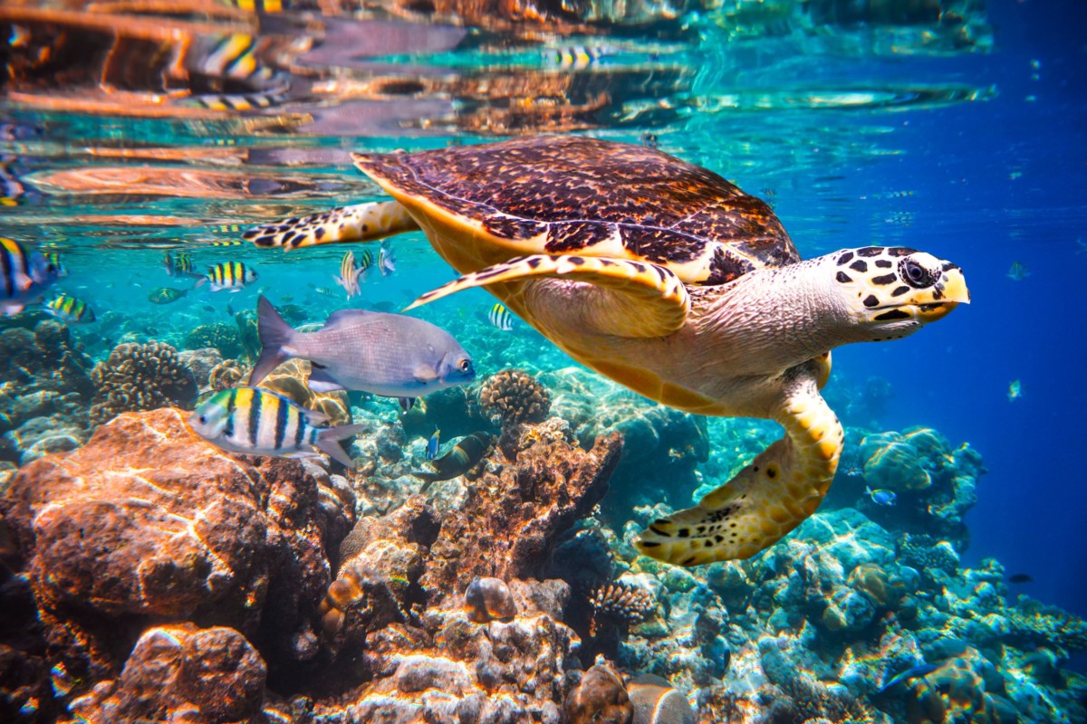 Sea of Cortez Mexico | Marine Life & Eco Adventures with MIE